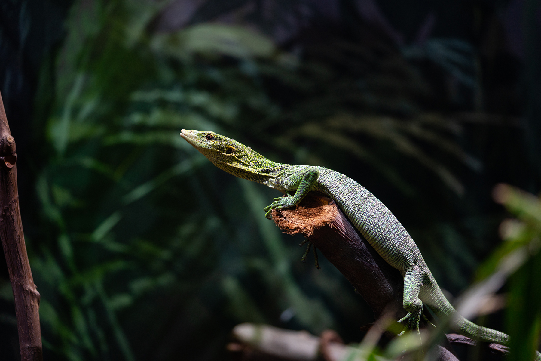 World Lizard Day - The Living Planet Aquarium