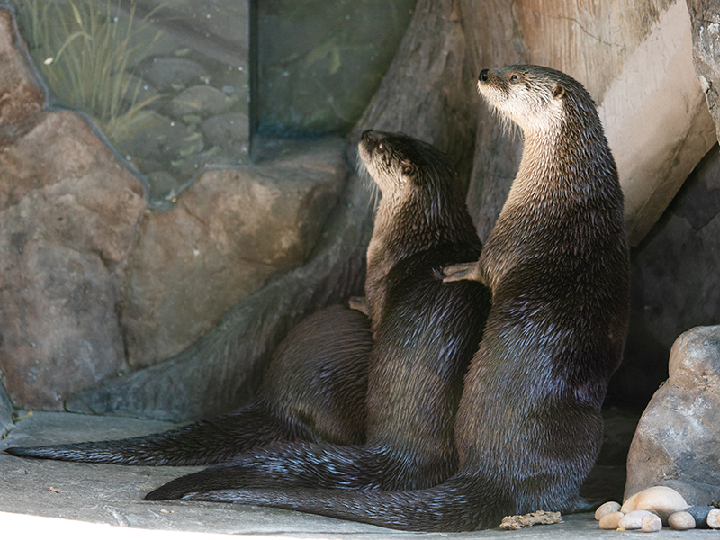 World Otter Day - The Living Planet Aquarium