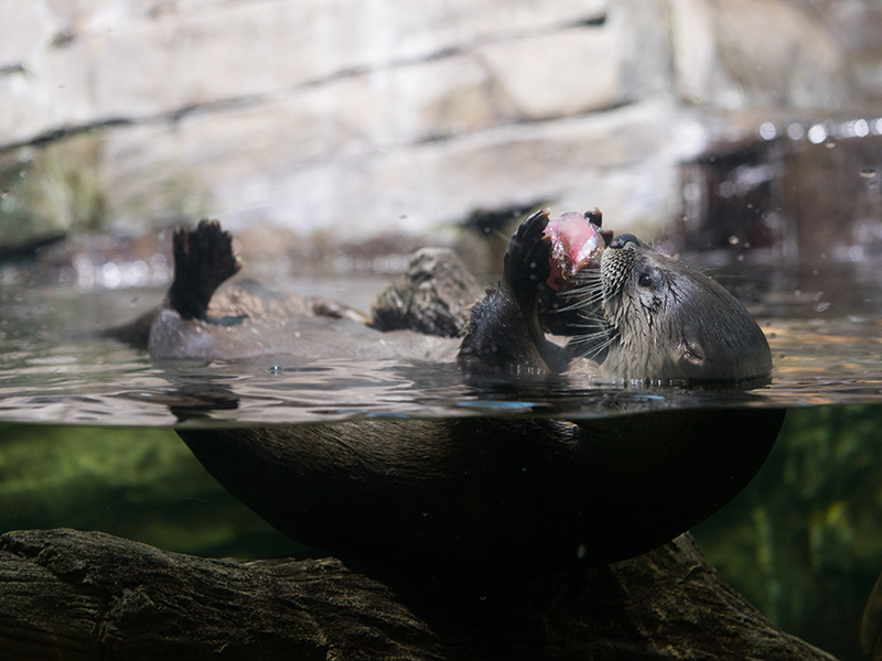 World Otter Day - The Living Planet Aquarium
