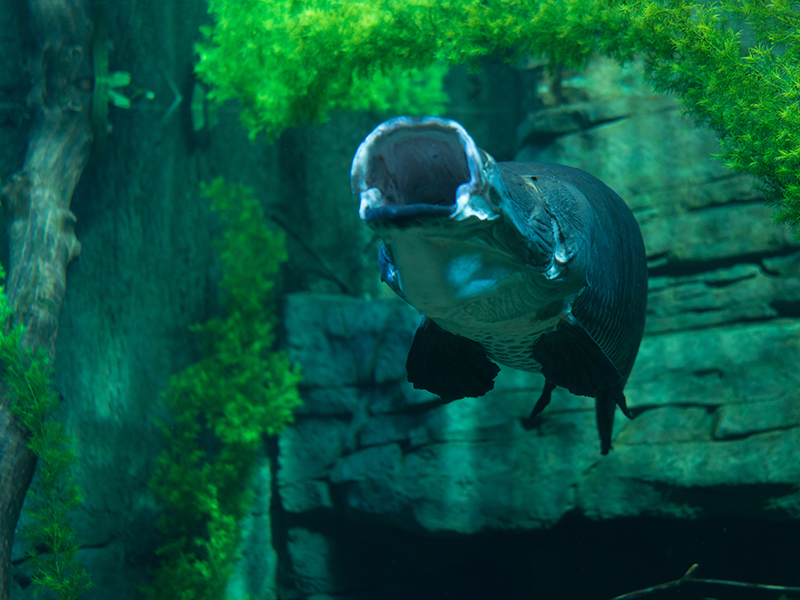 The Arapaima - The Living Planet Aquarium