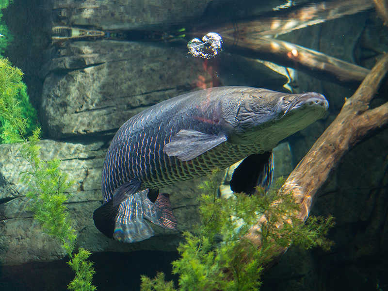 The Arapaima - The Living Planet Aquarium