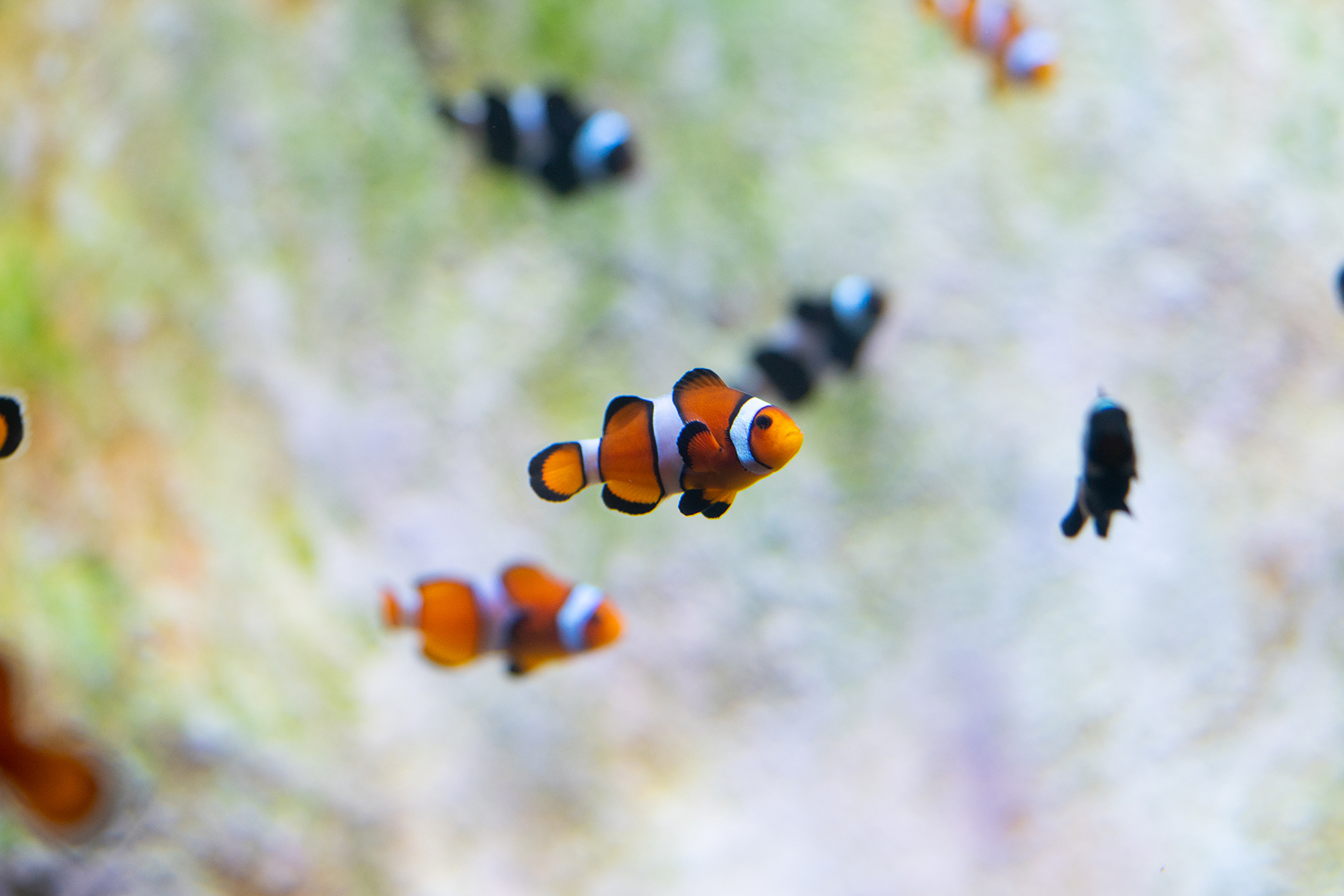 Clownfish Fun Facts - The Living Planet Aquarium