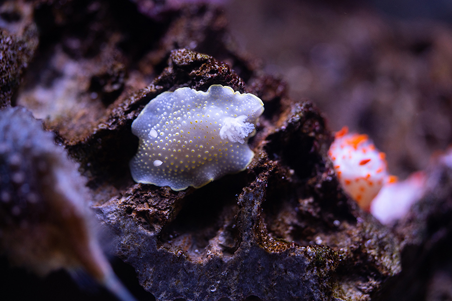 Nudibranchs - The Living Planet Aquarium
