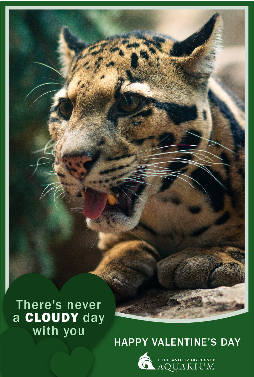 Shareable Valentines - The Living Planet Aquarium