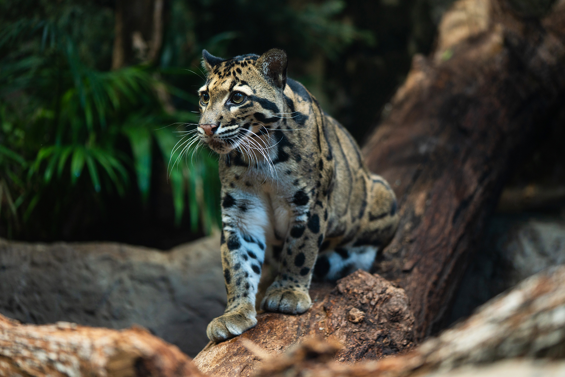 Clouded Leopard Day Photo Scavenger Hunt - The Living Planet Aquarium