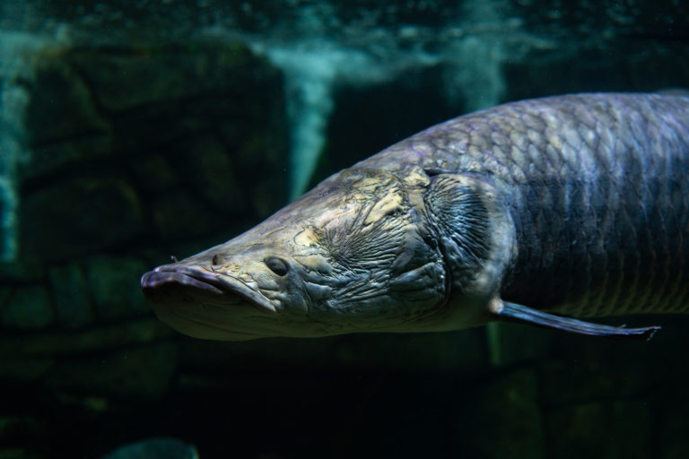 Arapaima - The Living Planet Aquarium