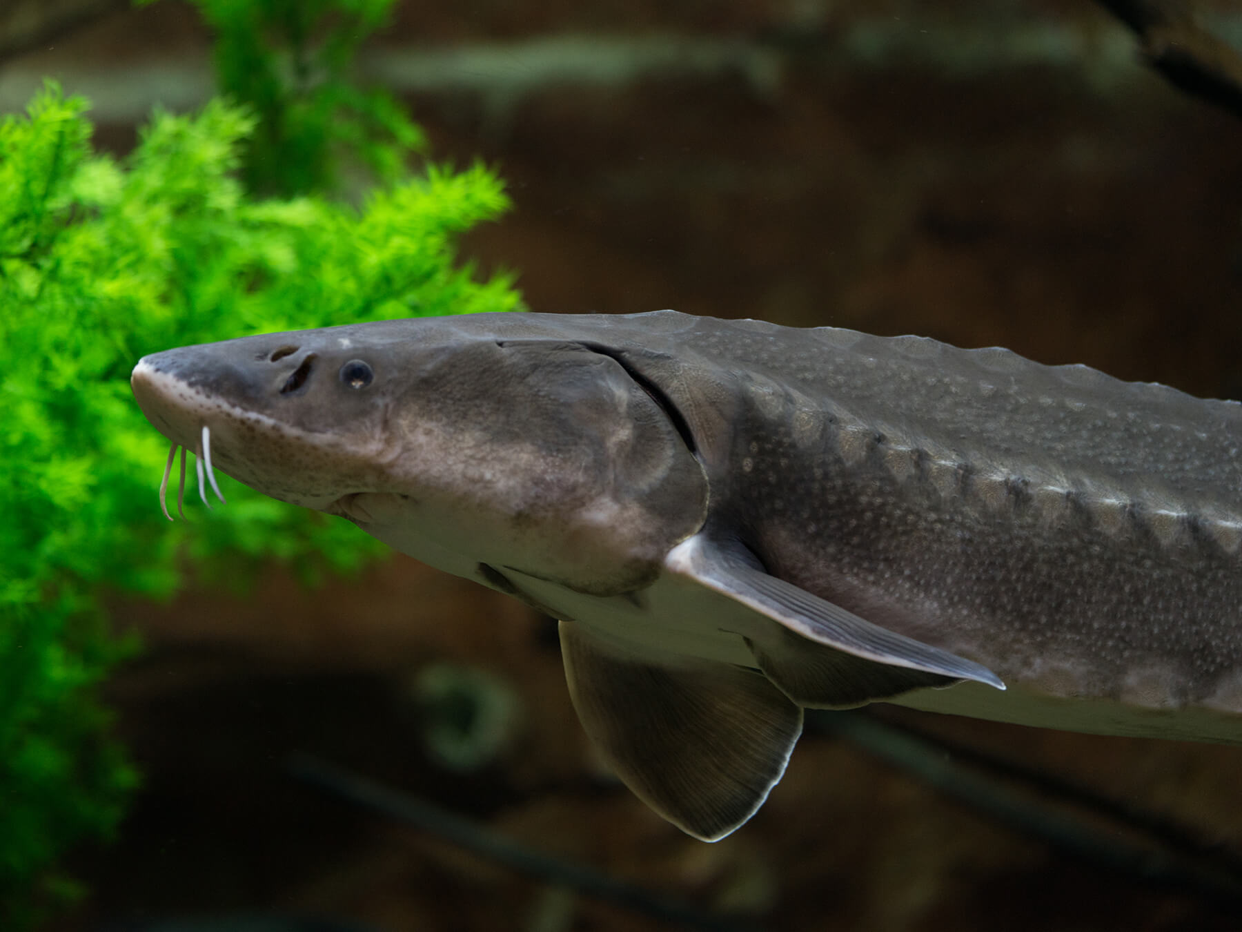 White Sturgeons Move to Oregon - The Living Planet Aquarium