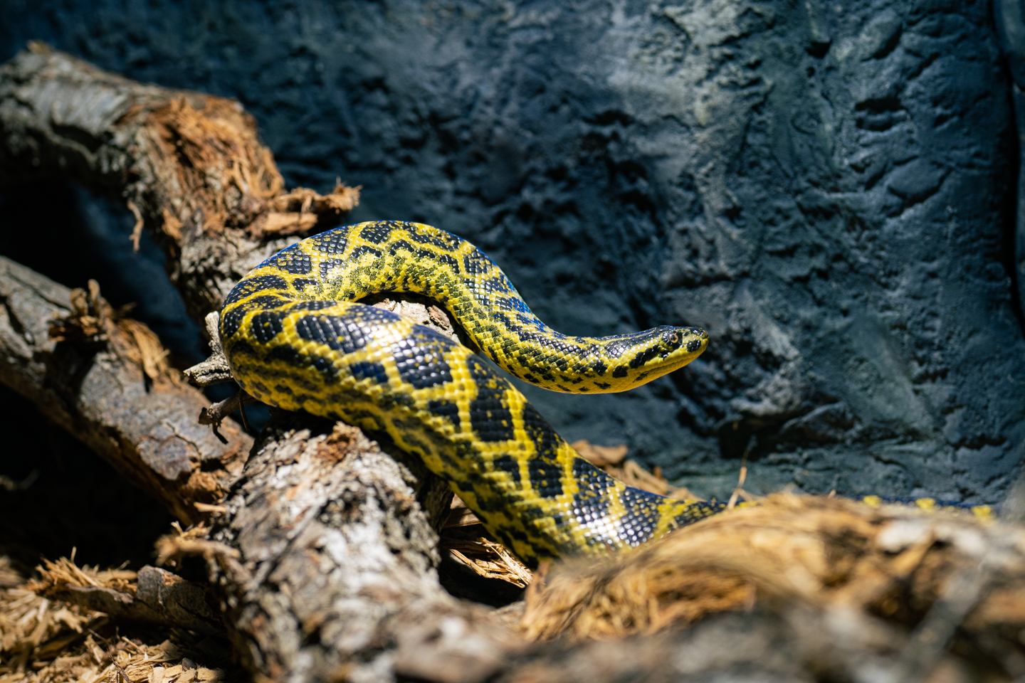 Yellow Anaconda - The Living Planet Aquarium