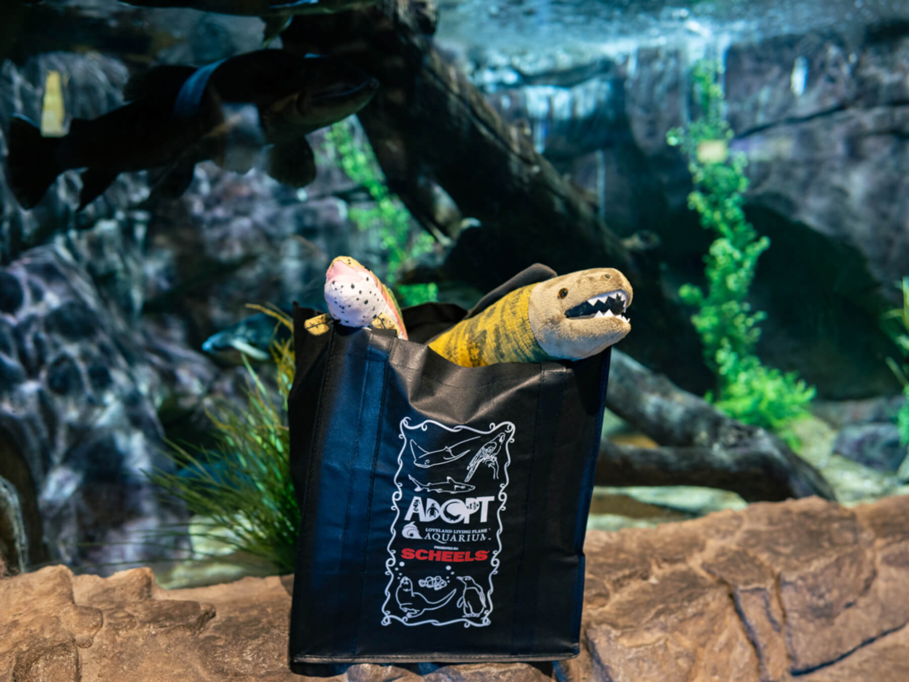 Animal Adoptions Presented by Scheels - The Living Planet Aquarium