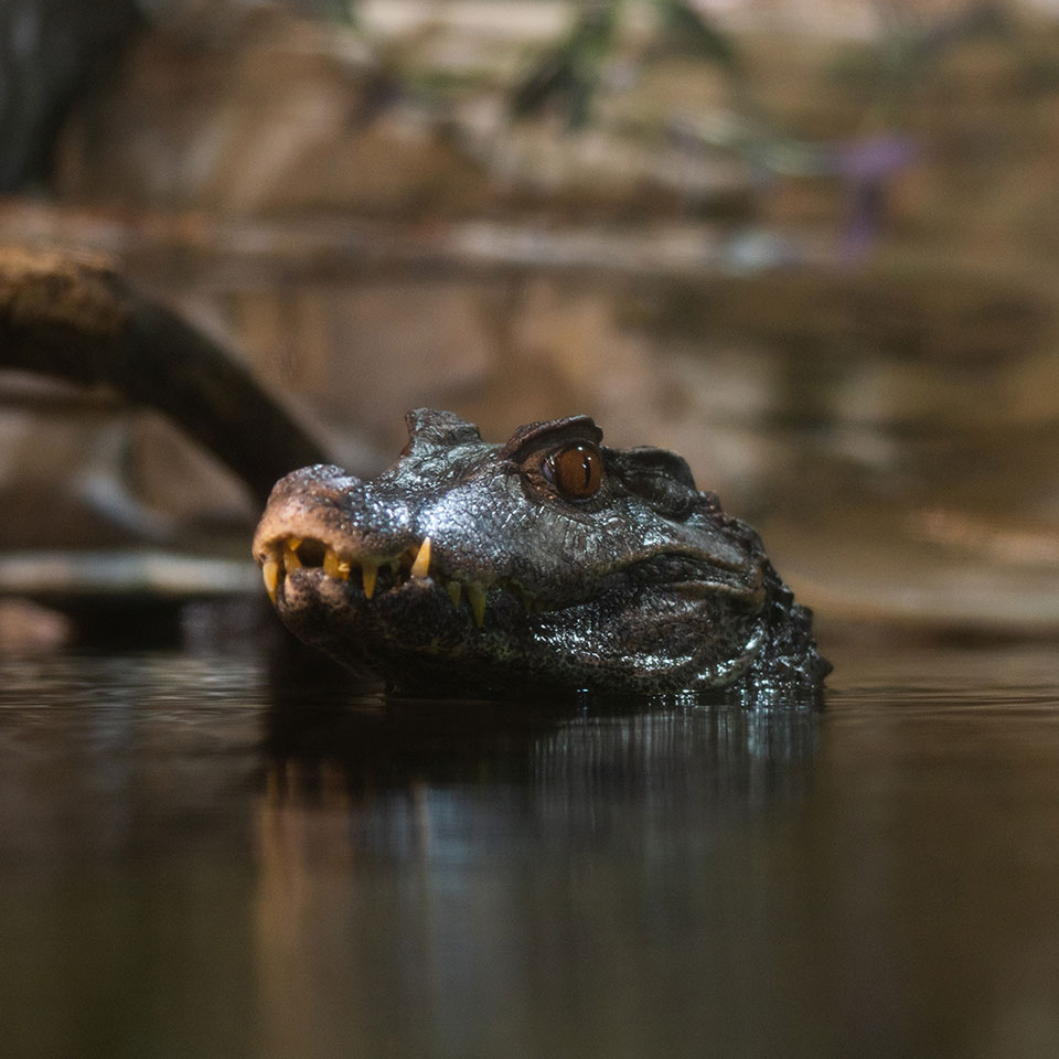 Dwarf Caiman - The Living Planet Aquarium