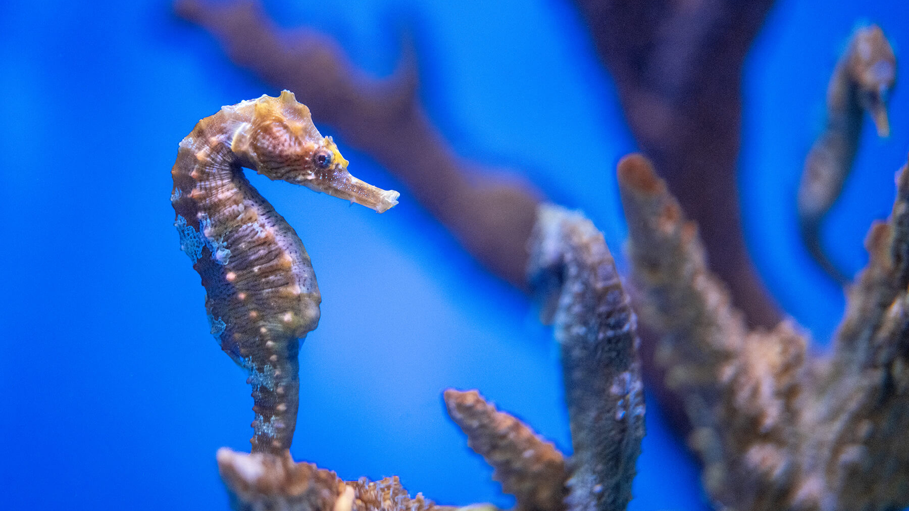 The Only Accredited Aquarium in Utah - The Living Planet Aquarium