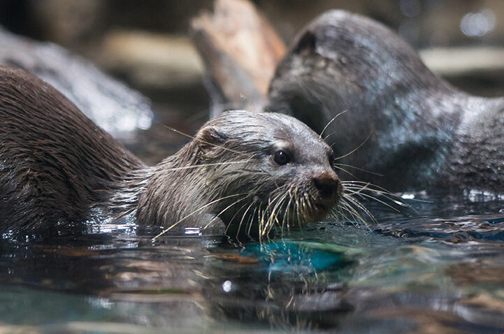 Water Conservation | Loveland Living Planet Aquarium