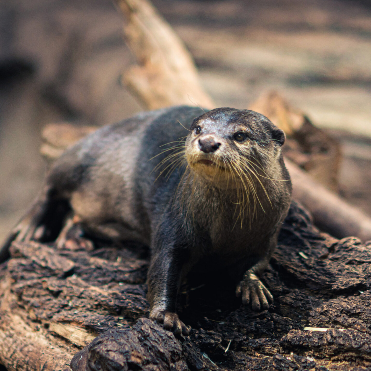 Asian Small-Clawed Otter Enrichment/Training - The Living Planet Aquarium