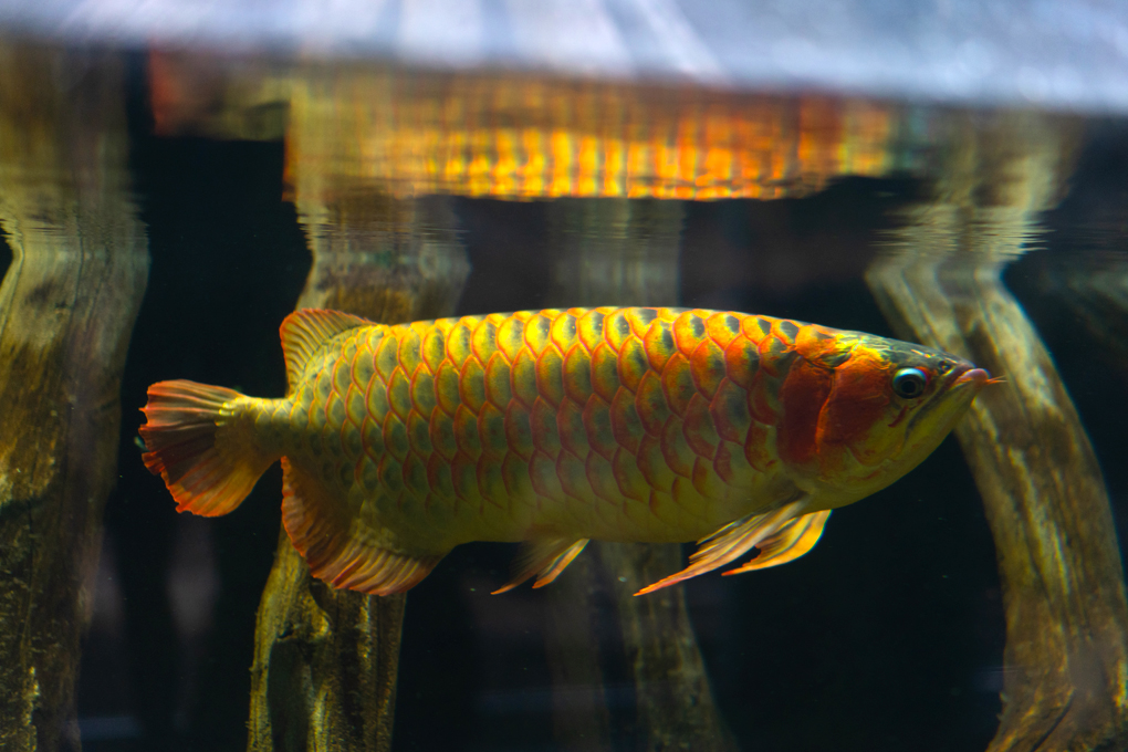 Asian arowana - The Living Planet Aquarium