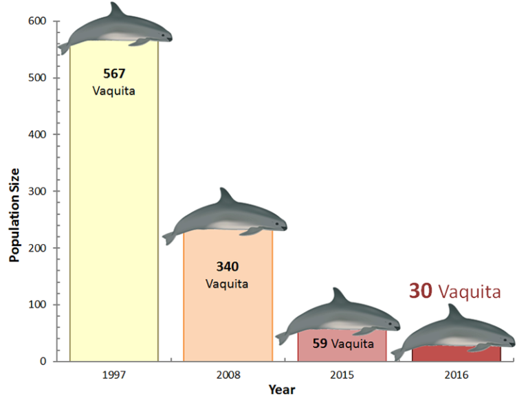 International Save the Vaquita Day - The Living Planet Aquarium