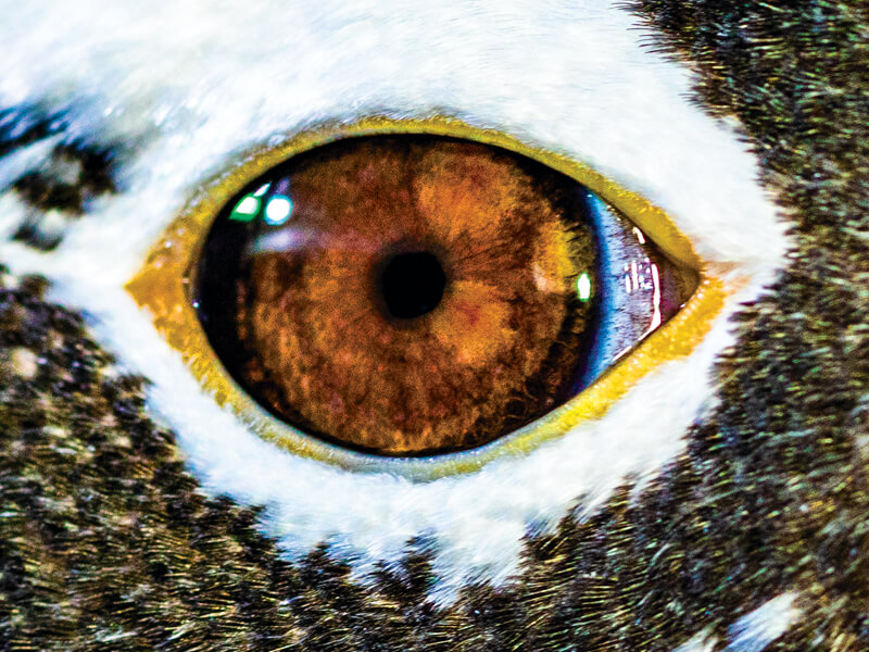 Animal Vision | Loveland Living Planet Aquarium