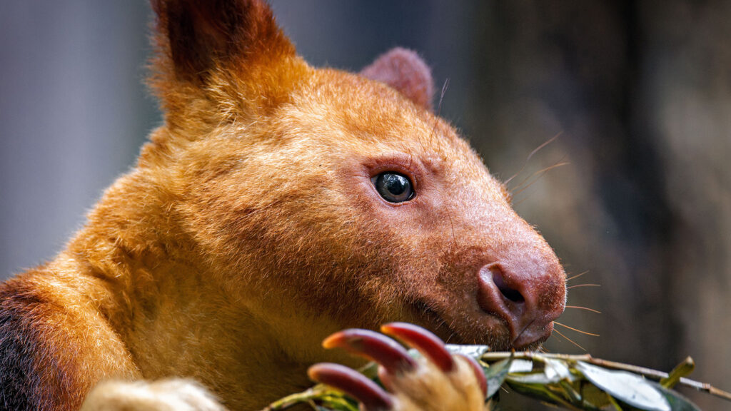 Tree Kangaroo - The Living Planet Aquarium