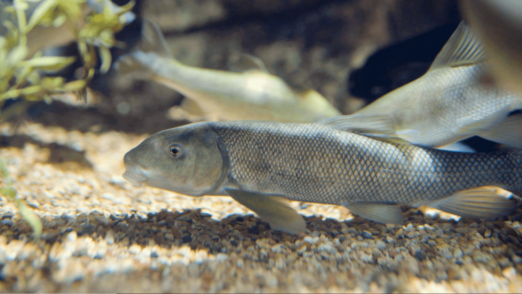 Utah's Exhilarating Ecosystems - The Living Planet Aquarium