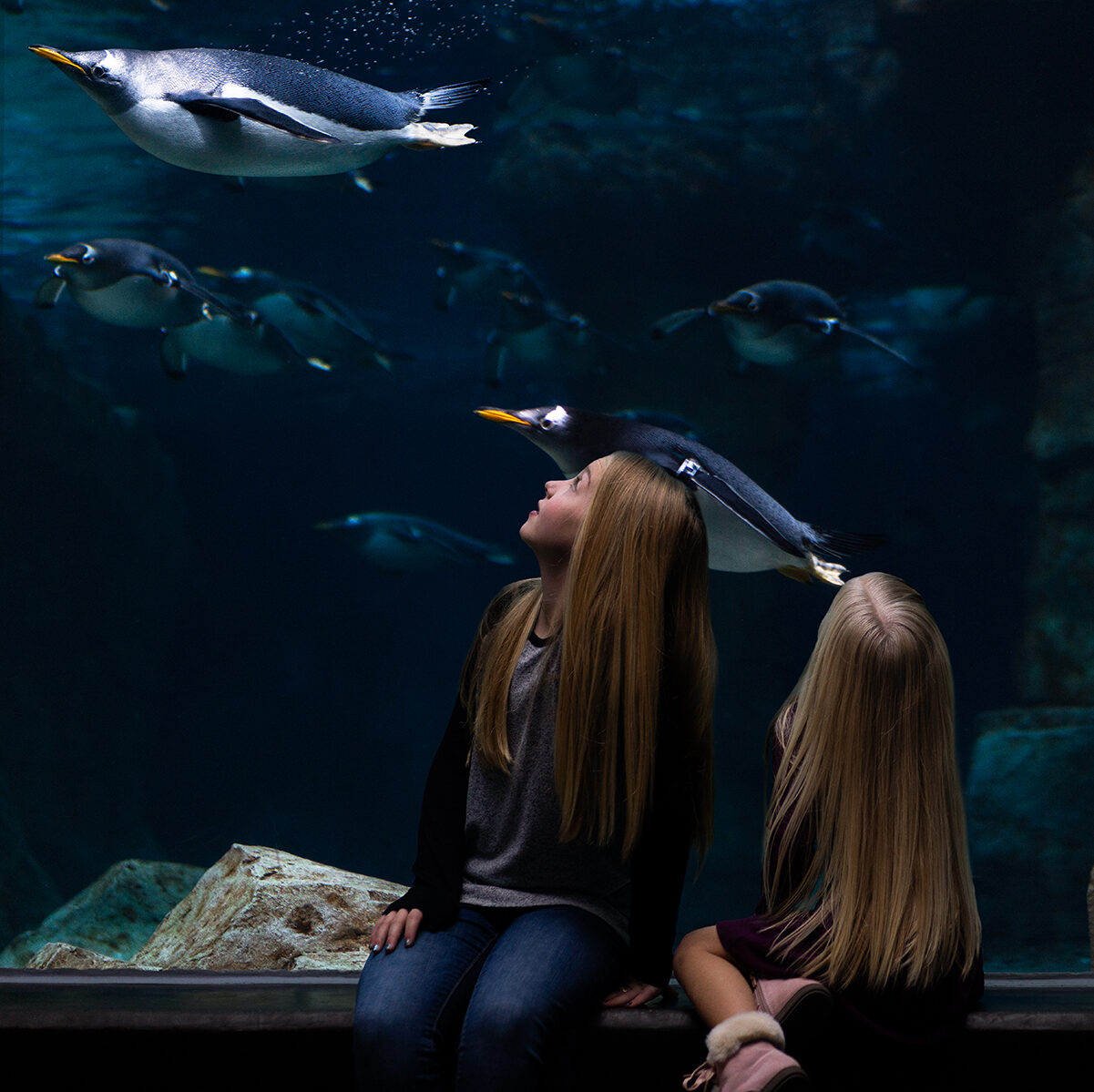 Upgrade Your Ticket to a Membership | The Living Planet Aquarium - The ...