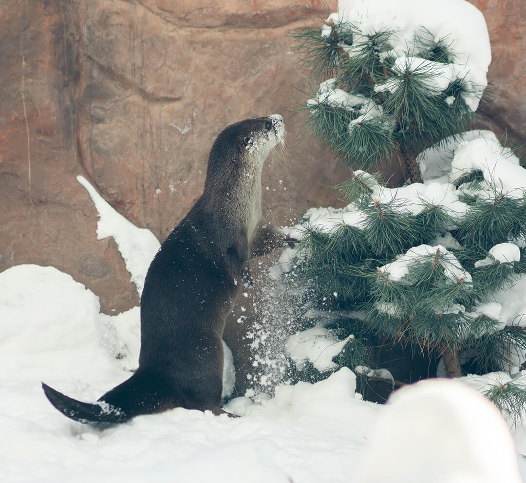 Everything You Need to Know About Spotting Otters - The Living Planet ...