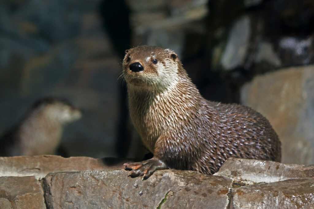 Observing Our Otters - The Living Planet Aquarium