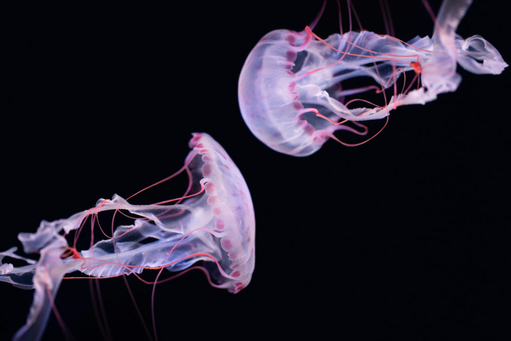 Jellyfish | Educational Resources | Loveland Living Planet Aquarium