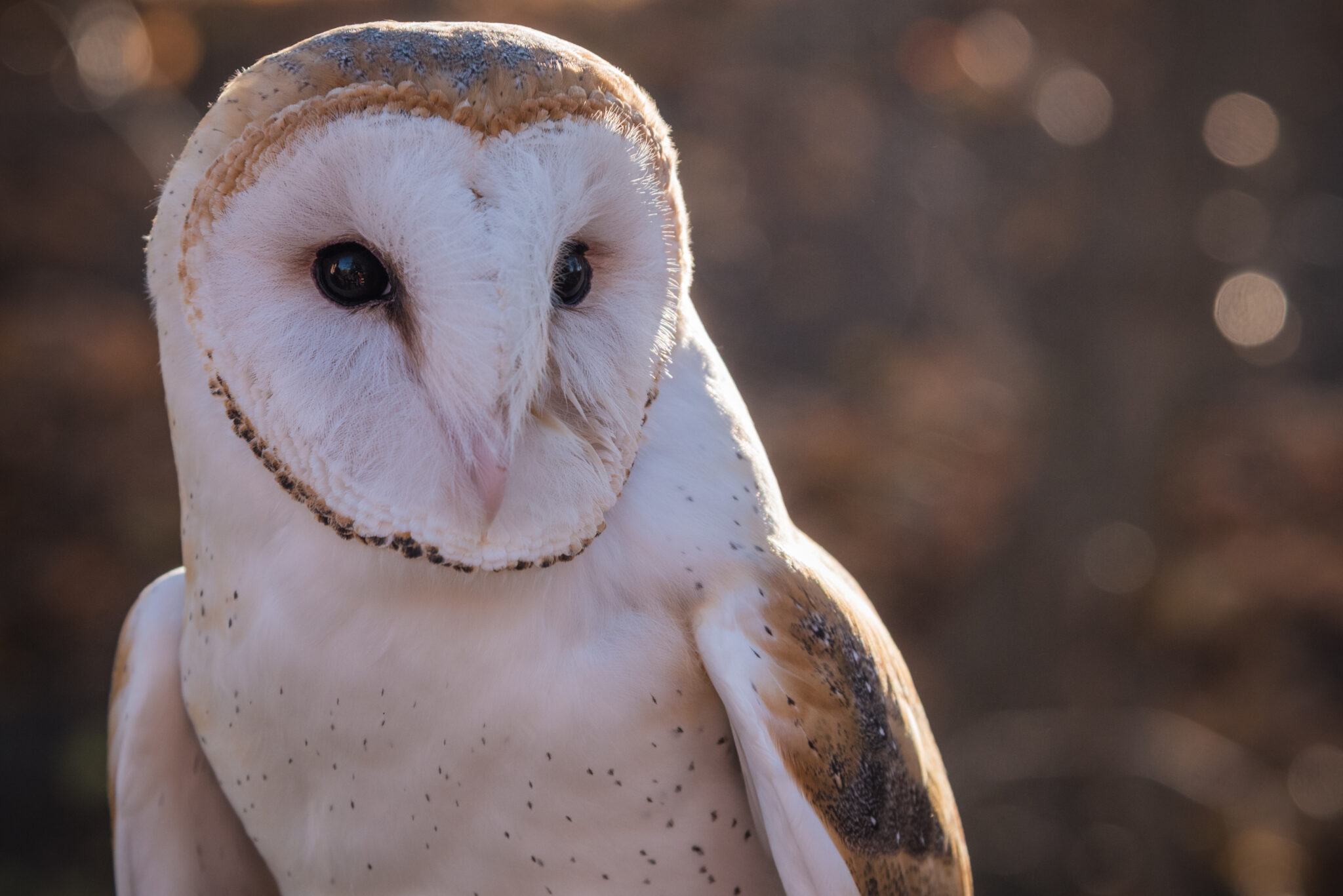 Barn Owl - The Living Planet Aquarium